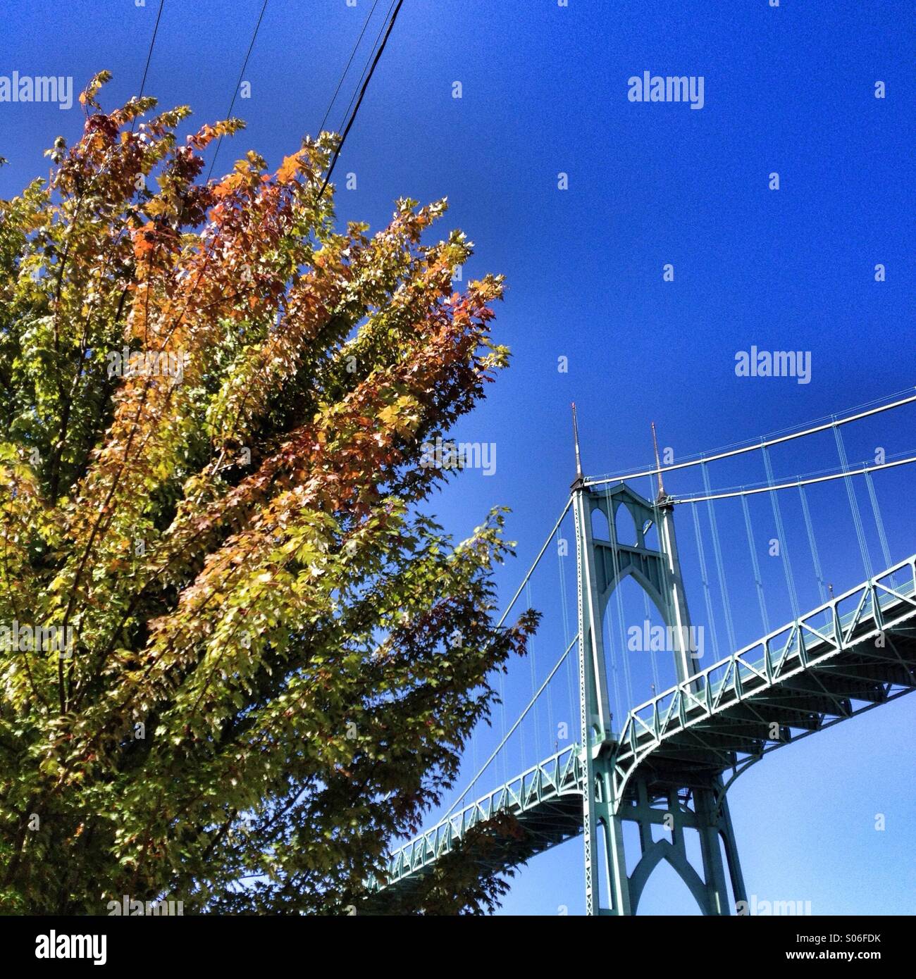 Portland oregon autumn tree hi-res stock photography and images - Alamy