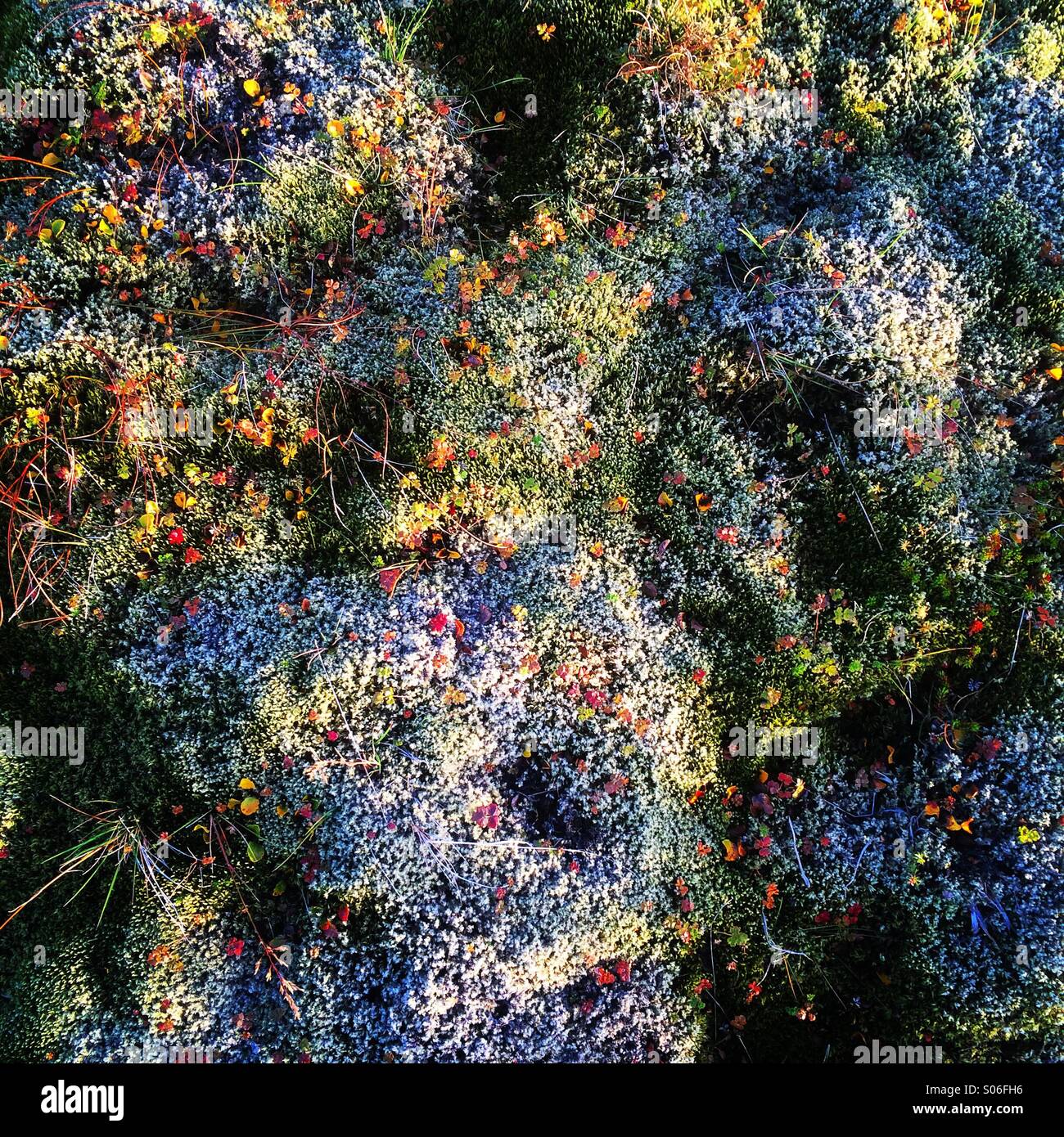 Grey moss texture hi-res stock photography and images - Alamy