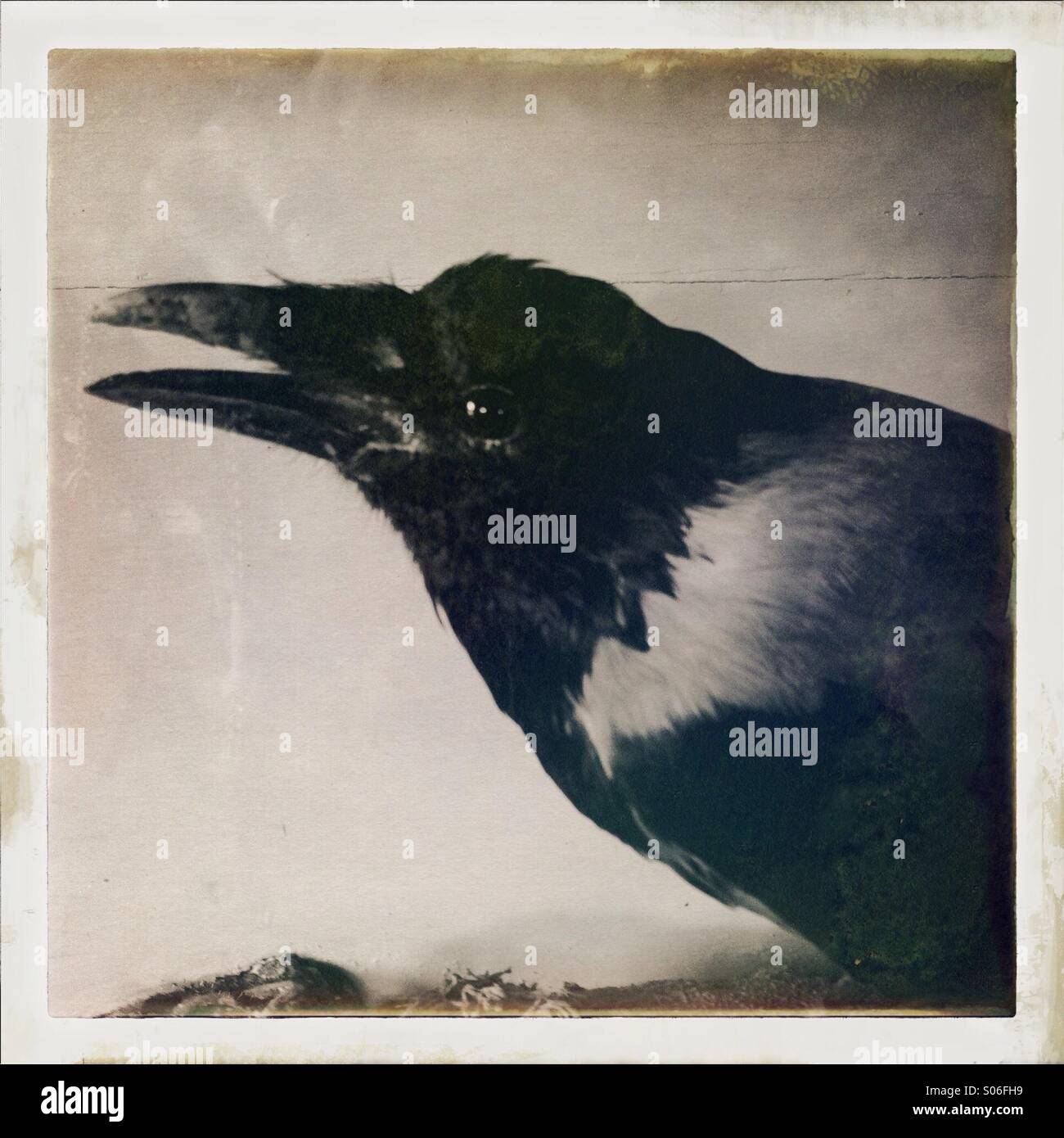 A shiny eyed, sharp beaked crow Stock Photo - Alamy