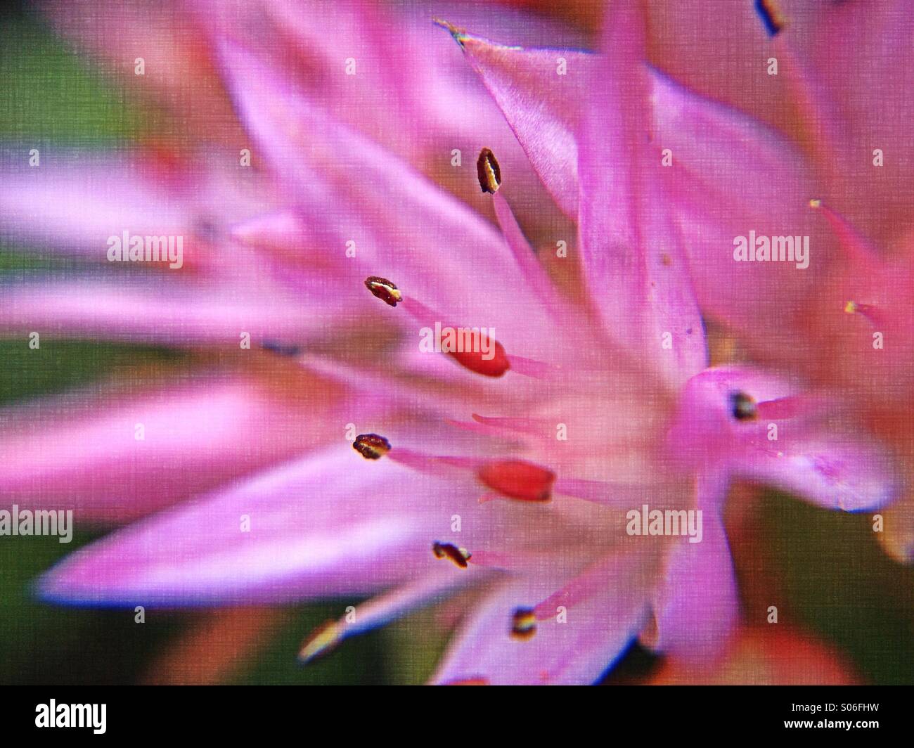 Stone crop flower Stock Photo - Alamy