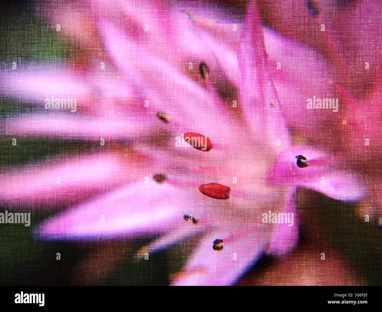 Stone crop flower Stock Photo - Alamy