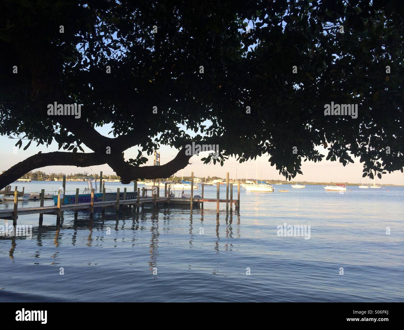 Tree dock hi-res stock photography and images - Alamy