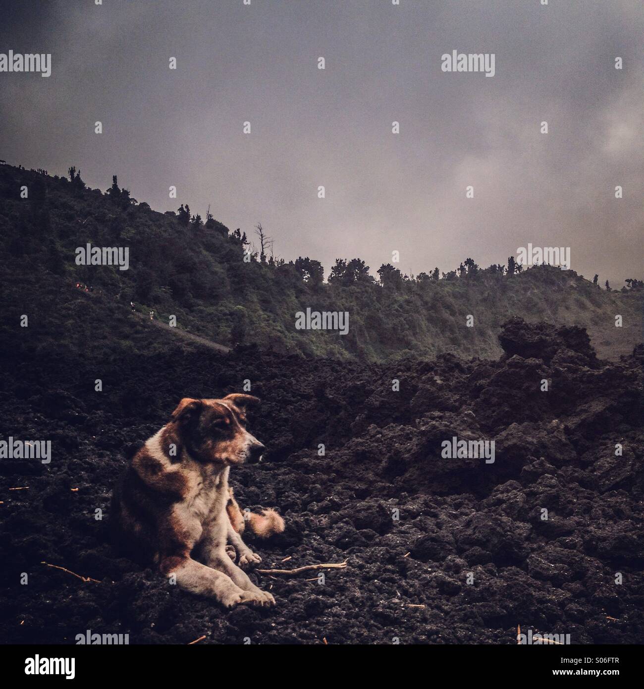 Volcano dog hi-res stock photography and images - Alamy