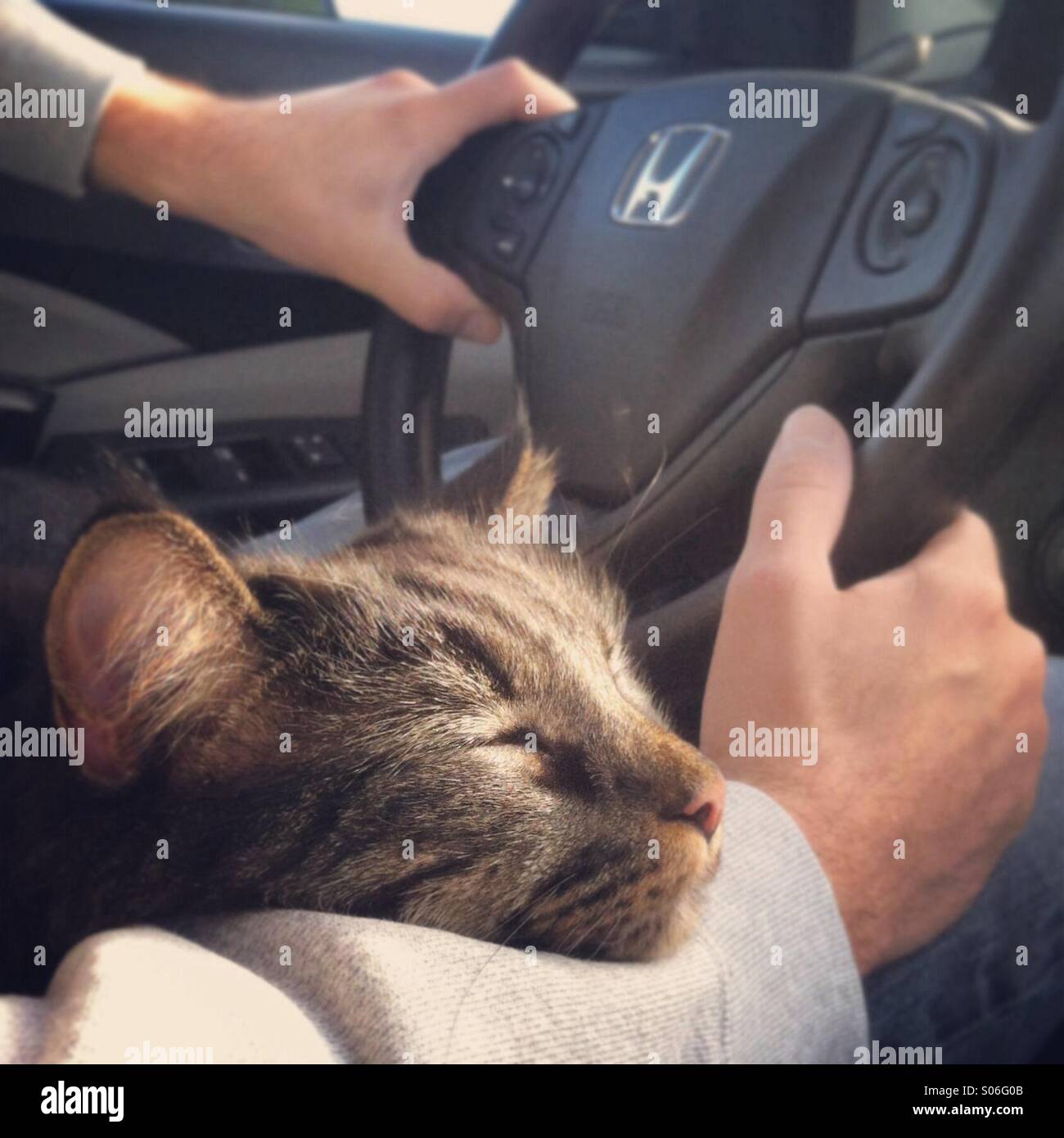 Cat control hi-res stock photography and images - Alamy