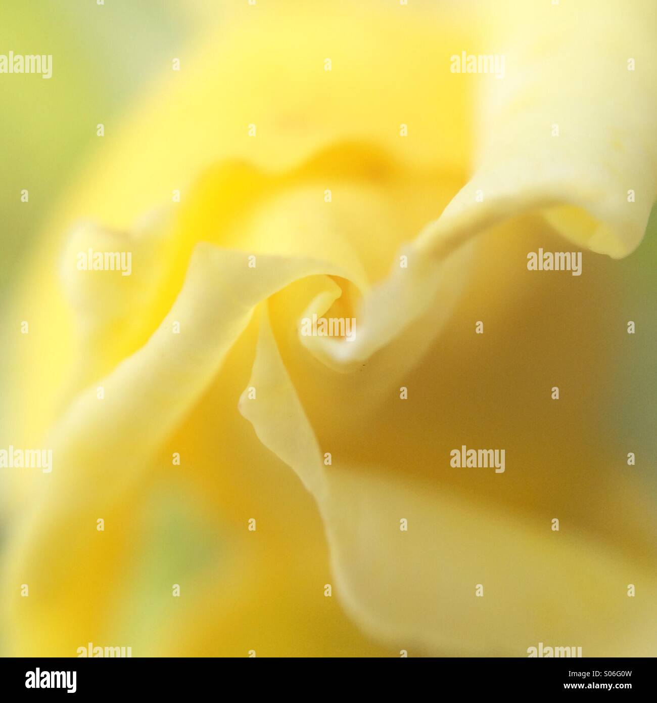 Flower closed hi-res stock photography and images - Alamy