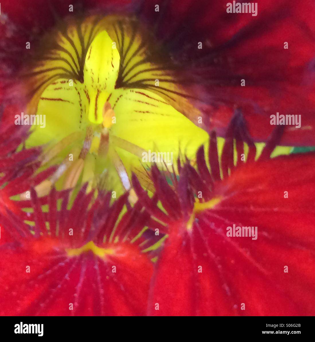 Deep red center hi-res stock photography and images - Alamy