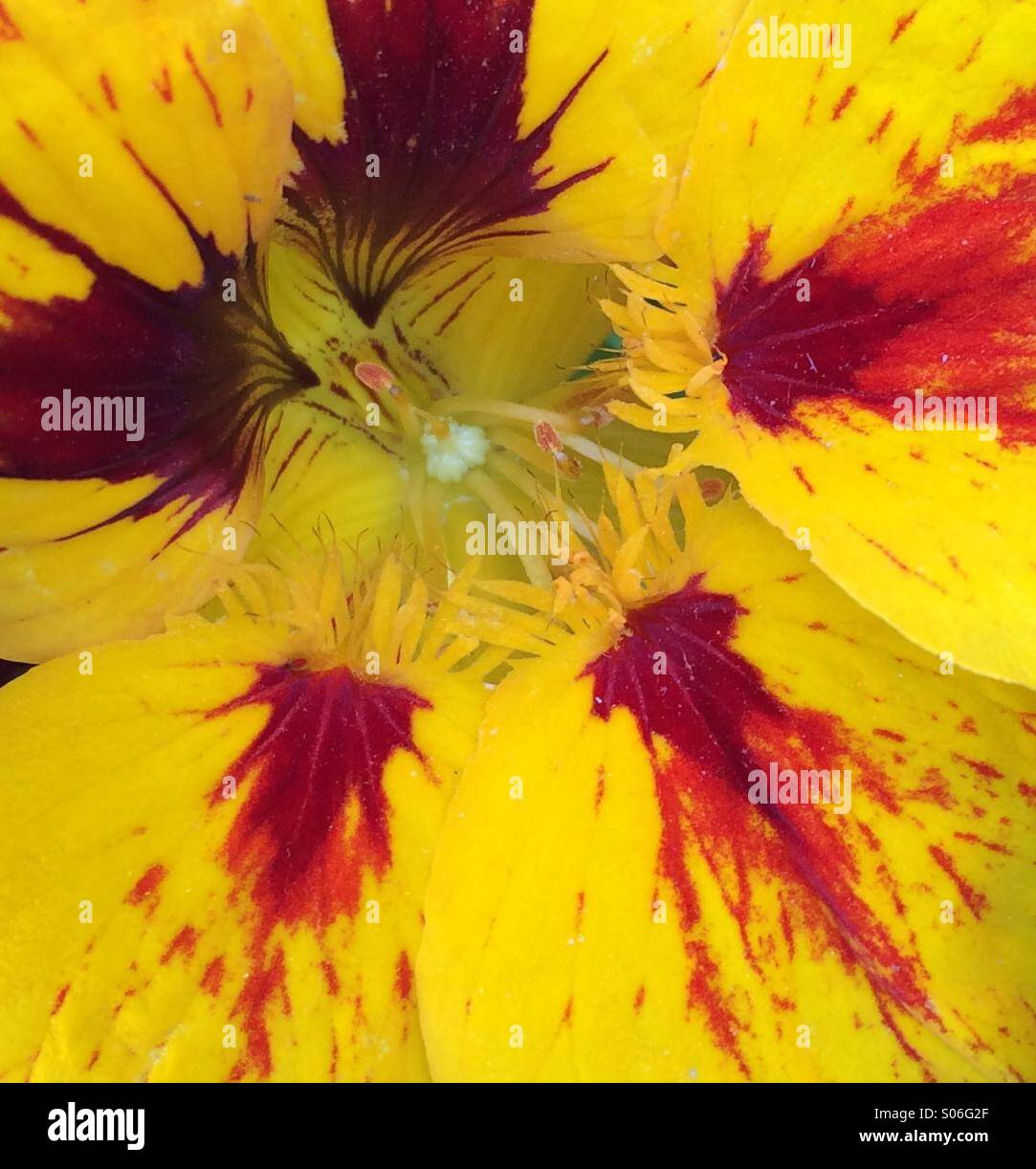 Yellow red color splash from hi-res stock photography and images - Alamy
