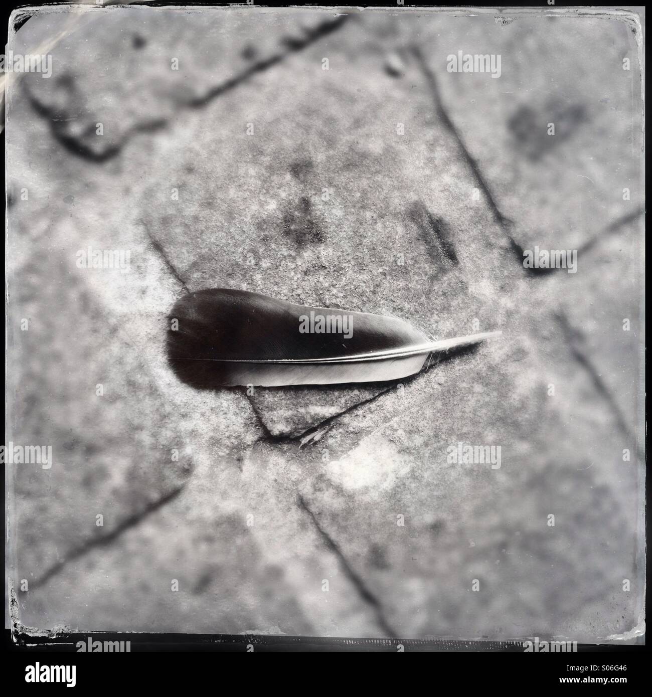 Birds feather hi-res stock photography and images - Alamy