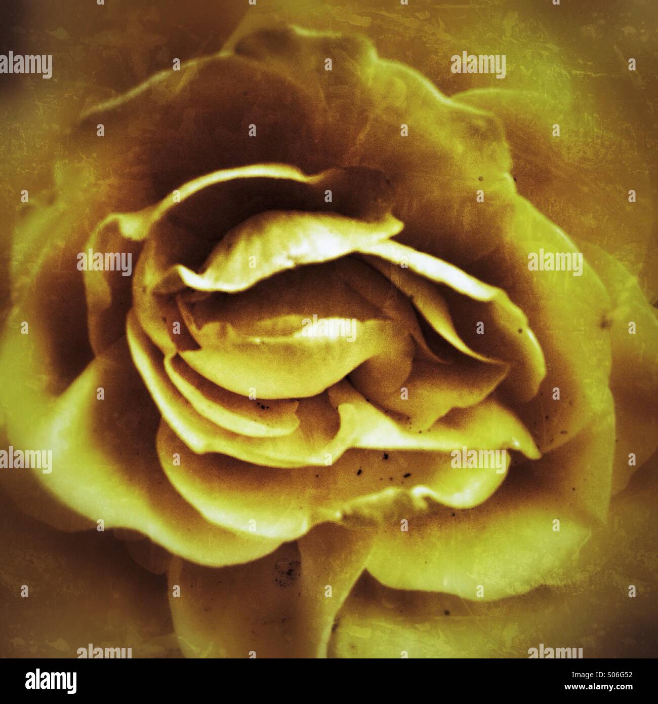 Yellow rose hi-res stock photography and images - Alamy