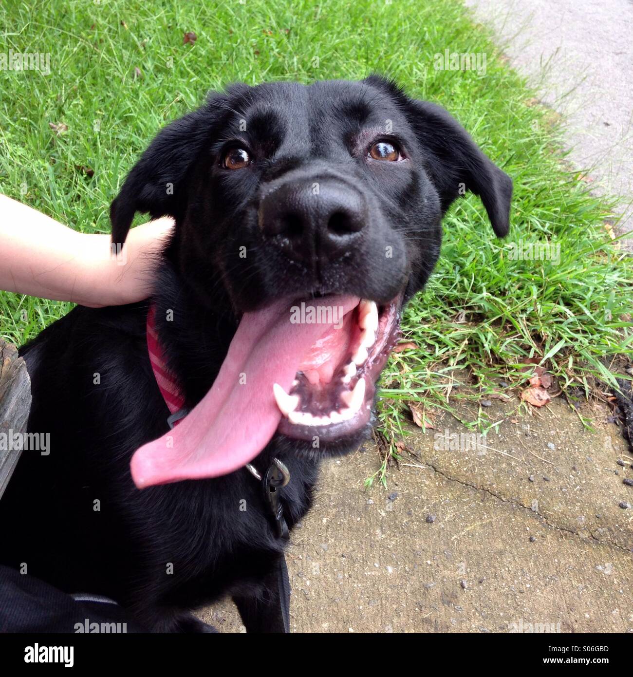 Happy lab hi-res stock photography and images - Alamy