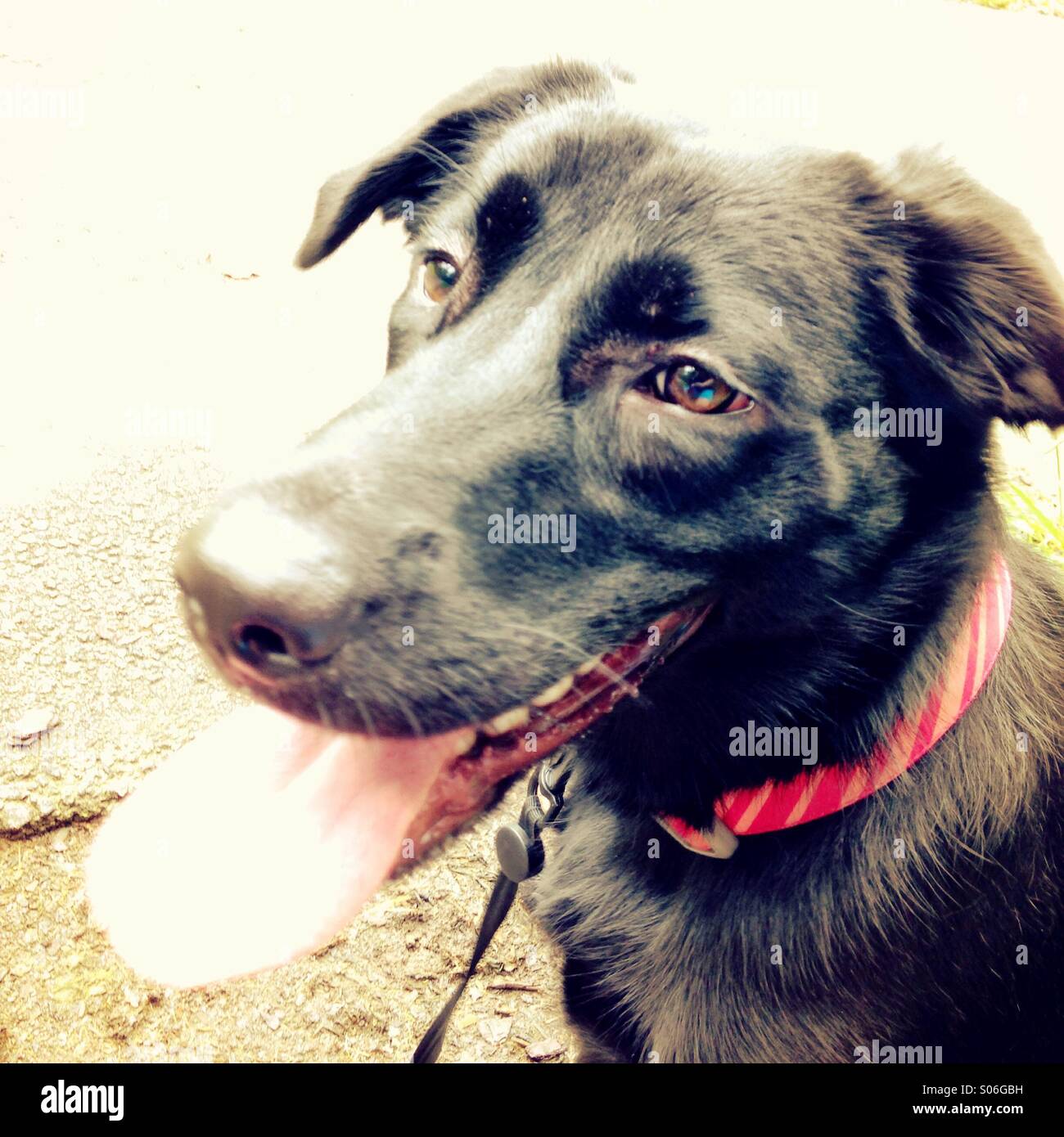 Lab portrait hi-res stock photography and images - Alamy