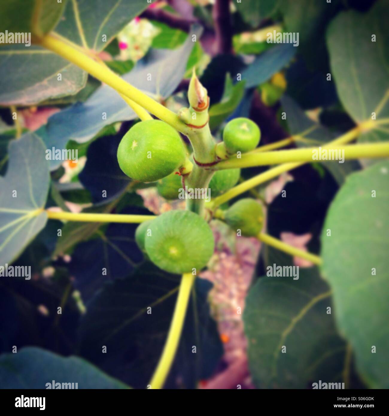 Fig tree leaves hi-res stock photography and images - Alamy