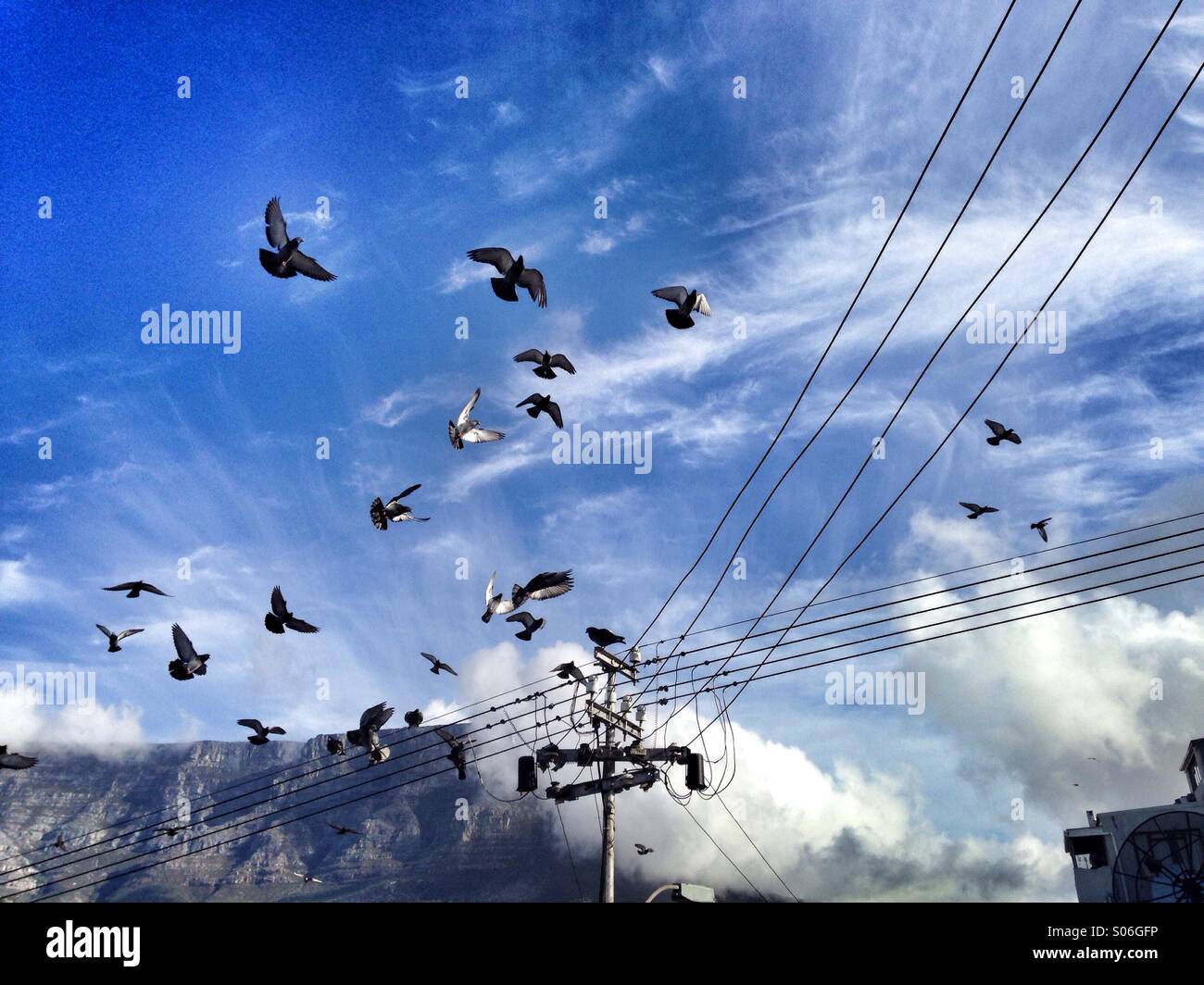 Swarm of pigeons hi-res stock photography and images - Alamy