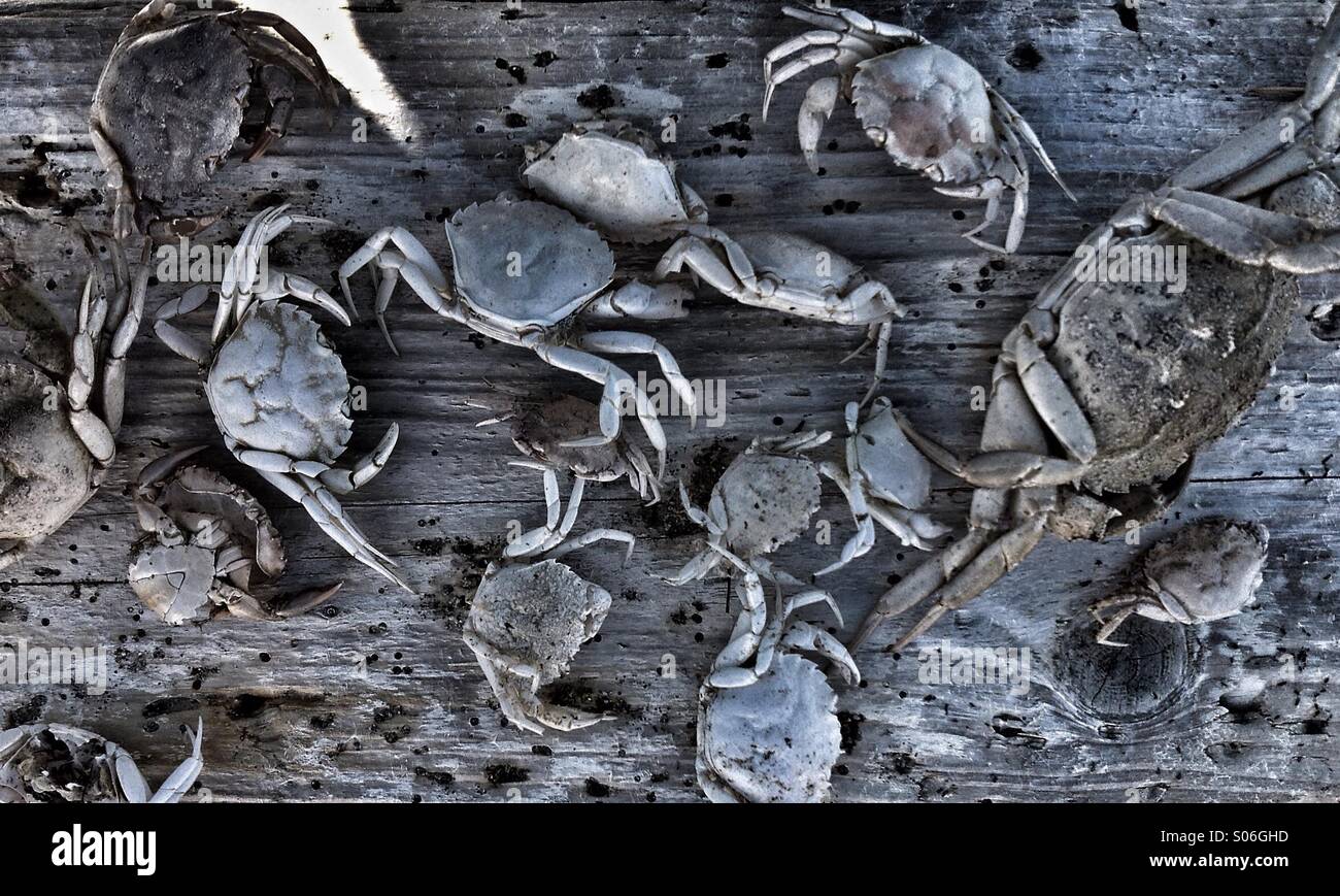 Crab shells hi-res stock photography and images - Alamy