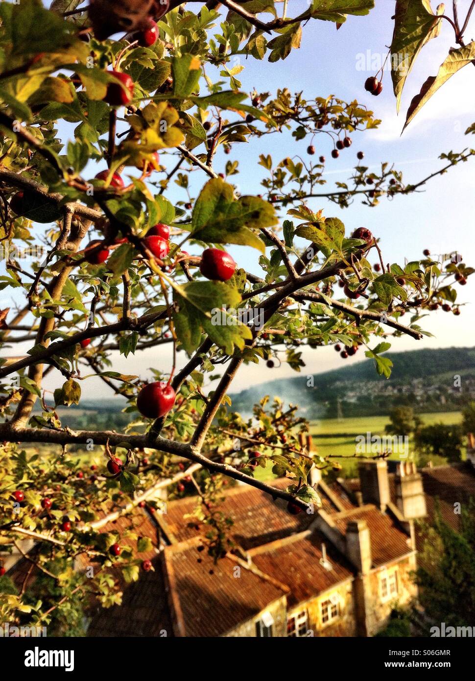 Red berry plant Stock Photo - Alamy