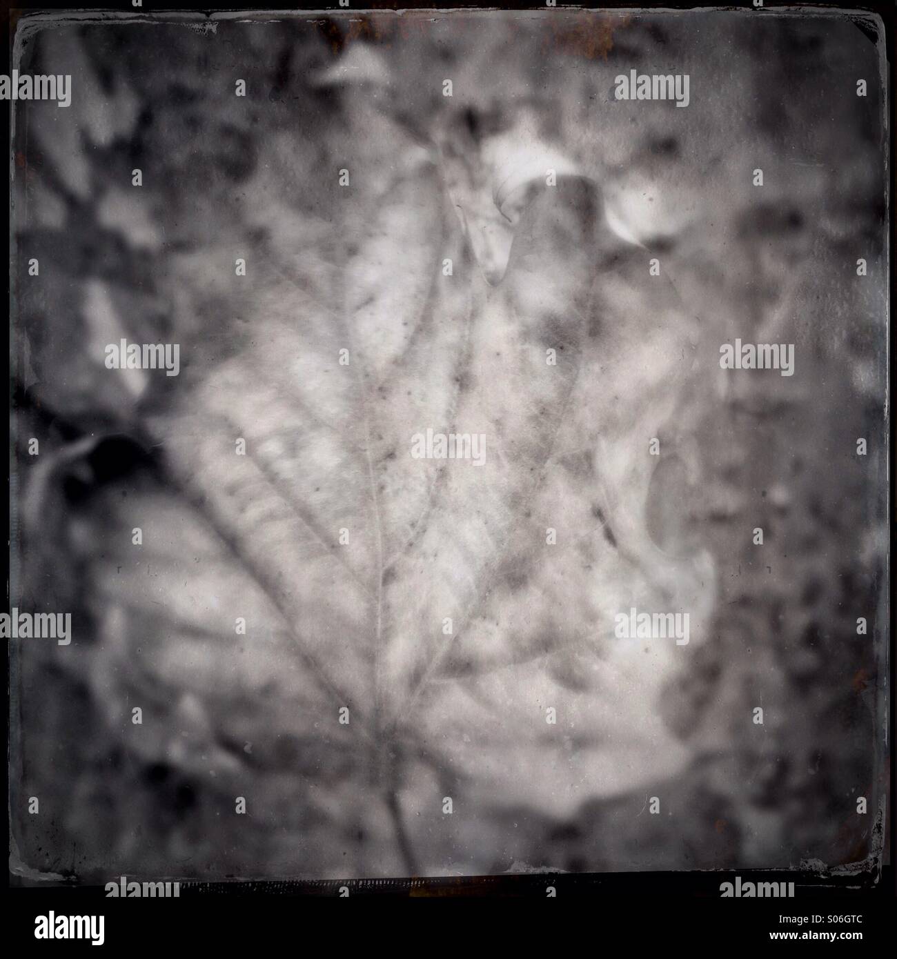 Dried out leaf photographed in a vintage style Stock Photo - Alamy