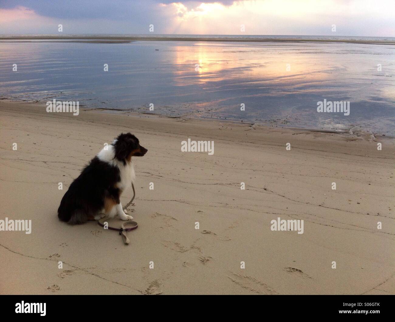 Australian Shepherd by the bay Stock Photo - Alamy