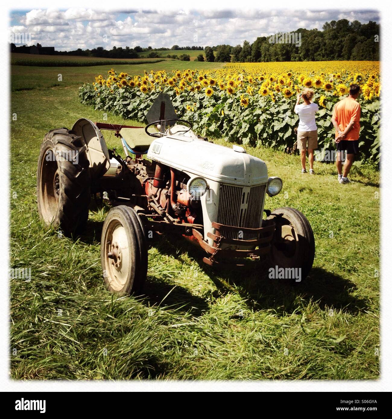 Vintage tractor and sunflower field Stock Photo - Alamy