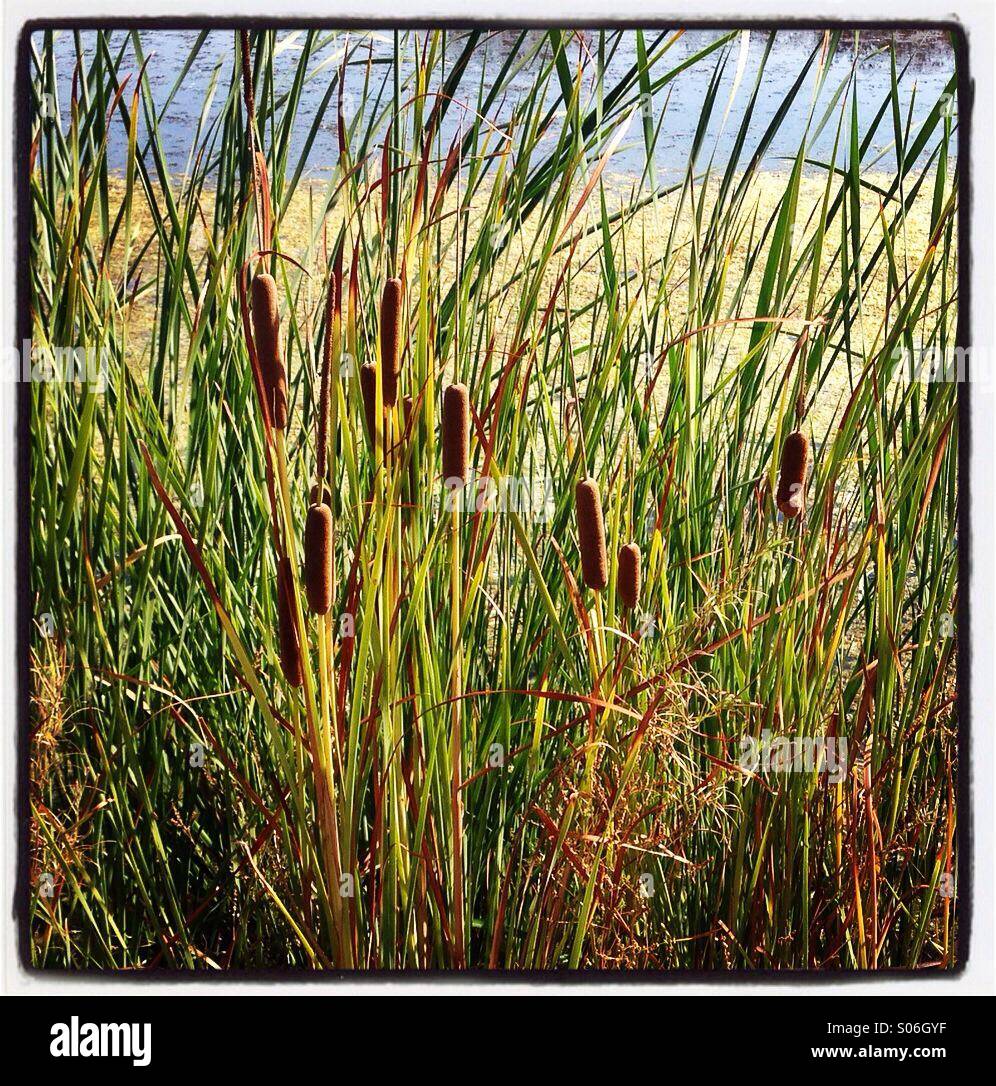 Cat tails hi-res stock photography and images - Alamy