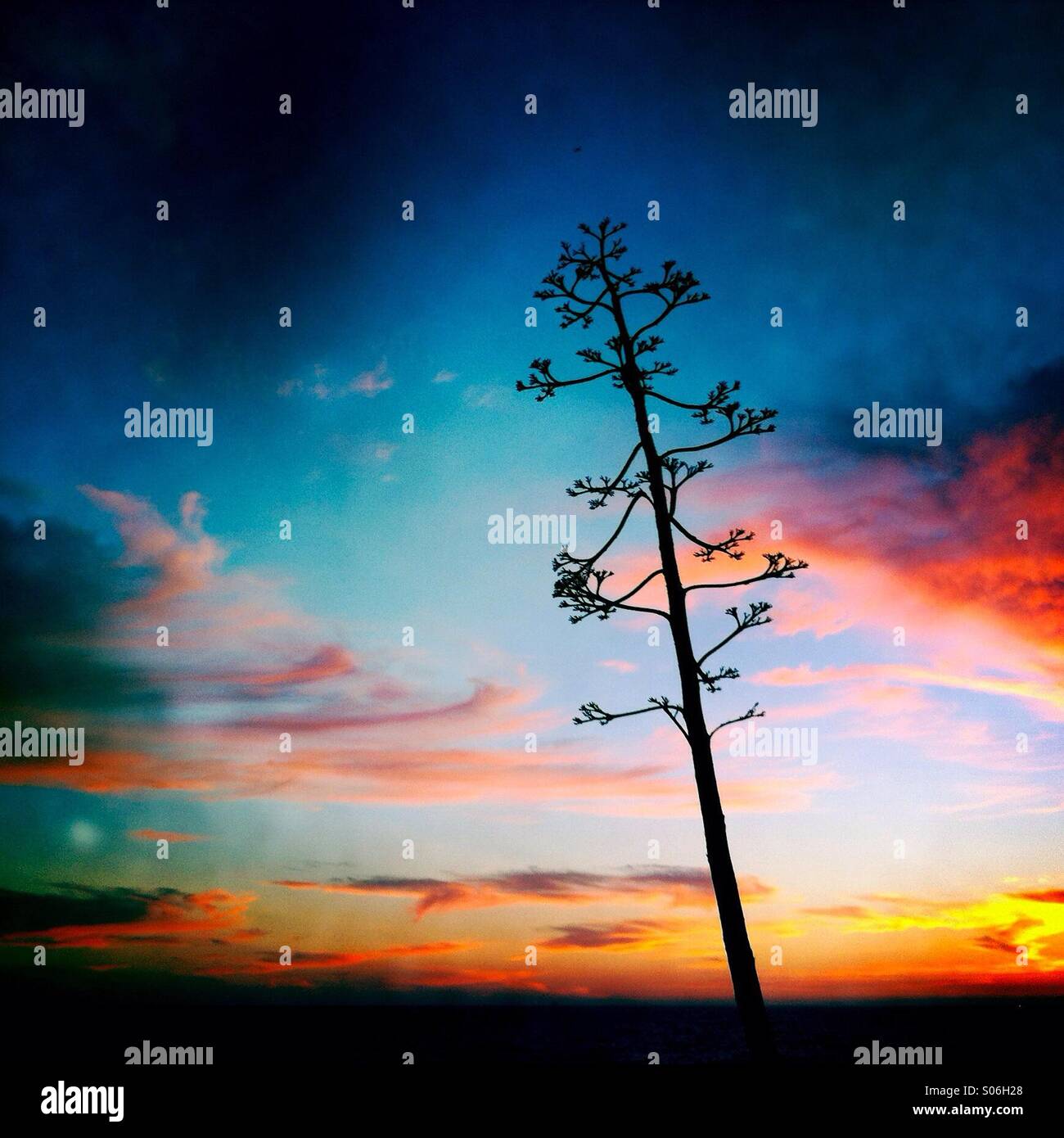 A tree silhouette at sunset Stock Photo - Alamy