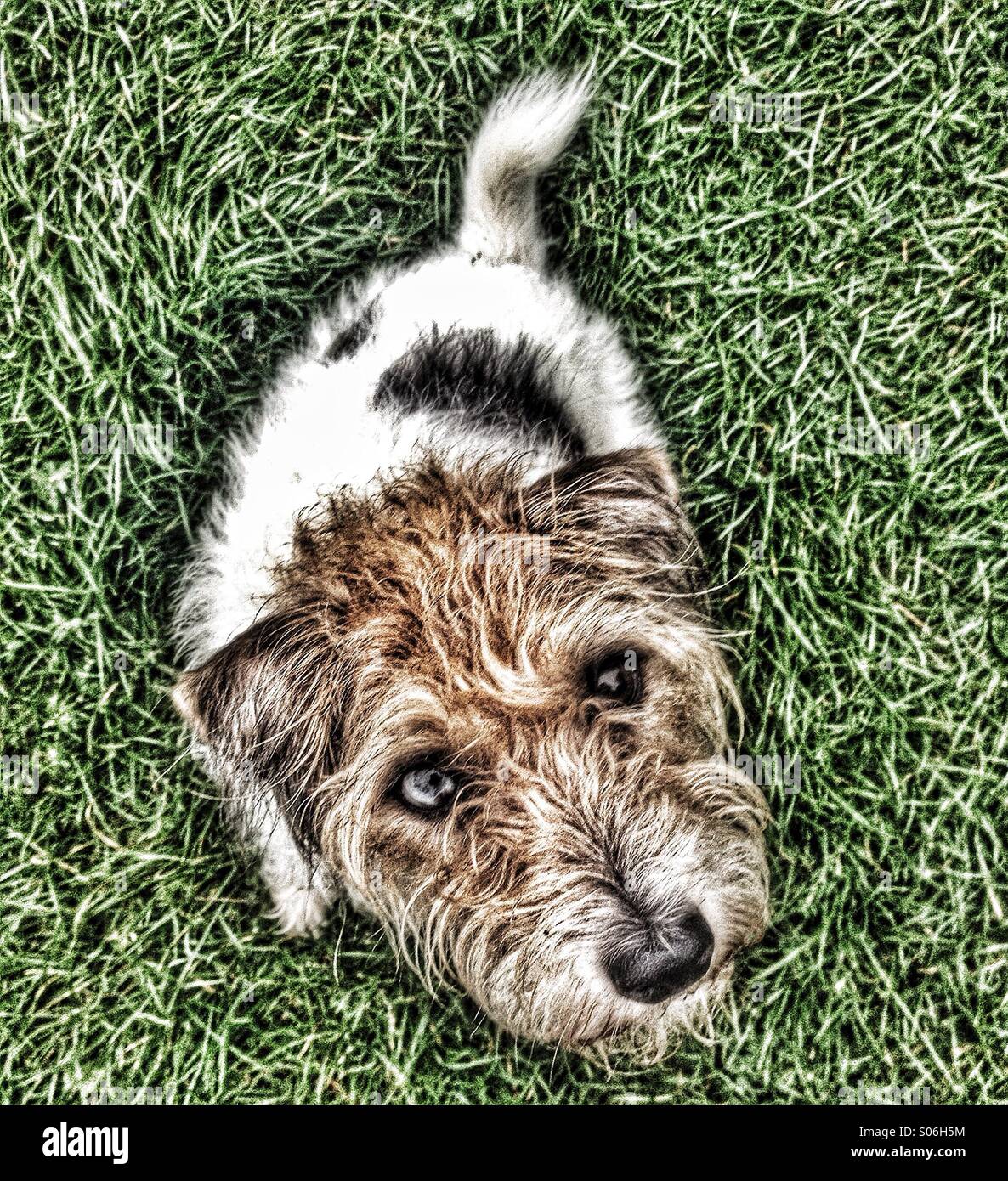 Dog sitting up and begging hi-res stock photography and images - Alamy