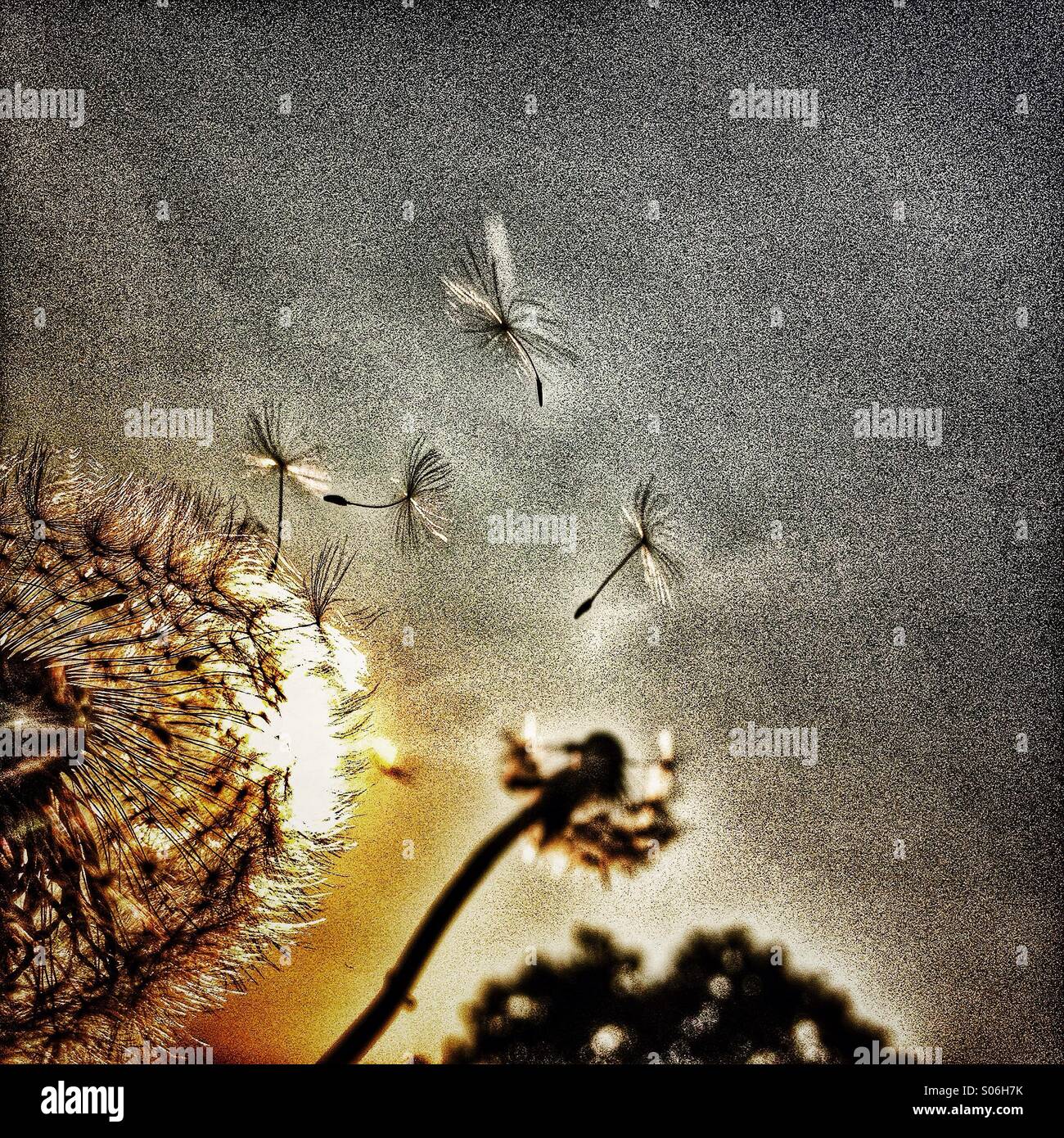 Airborne seeds hi-res stock photography and images - Alamy