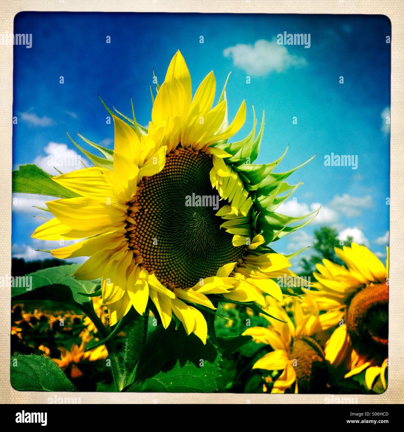 Opening sunflower hi-res stock photography and images - Alamy