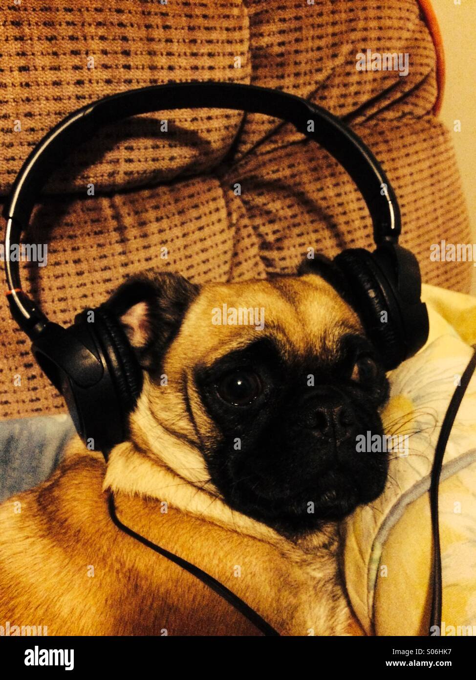 Dog with headphones hi-res stock photography and images - Alamy