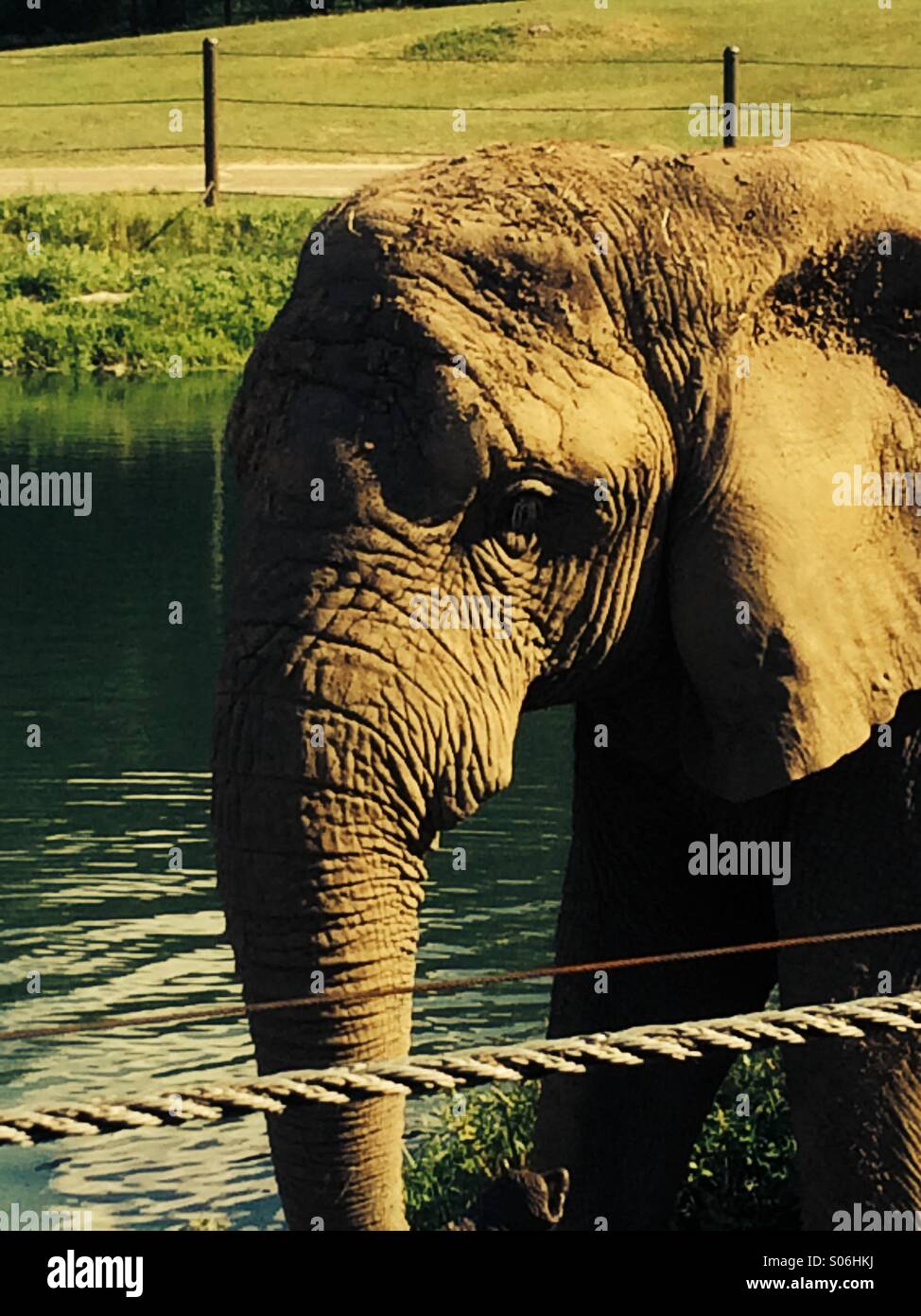 Six elephant hi-res stock photography and images - Alamy