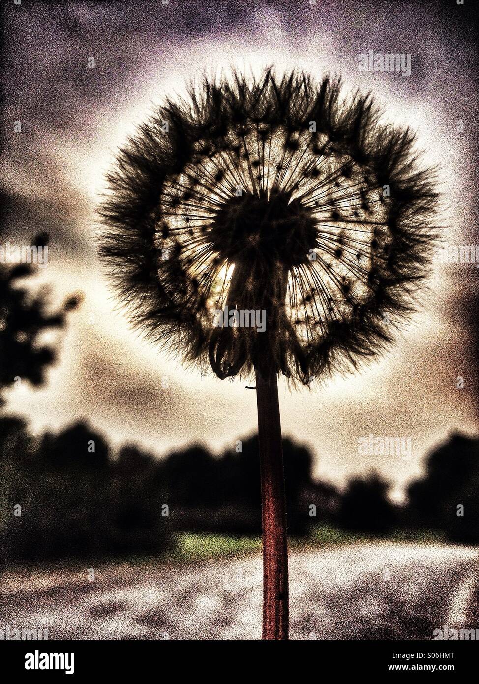 Tree lined horizon hi-res stock photography and images - Alamy