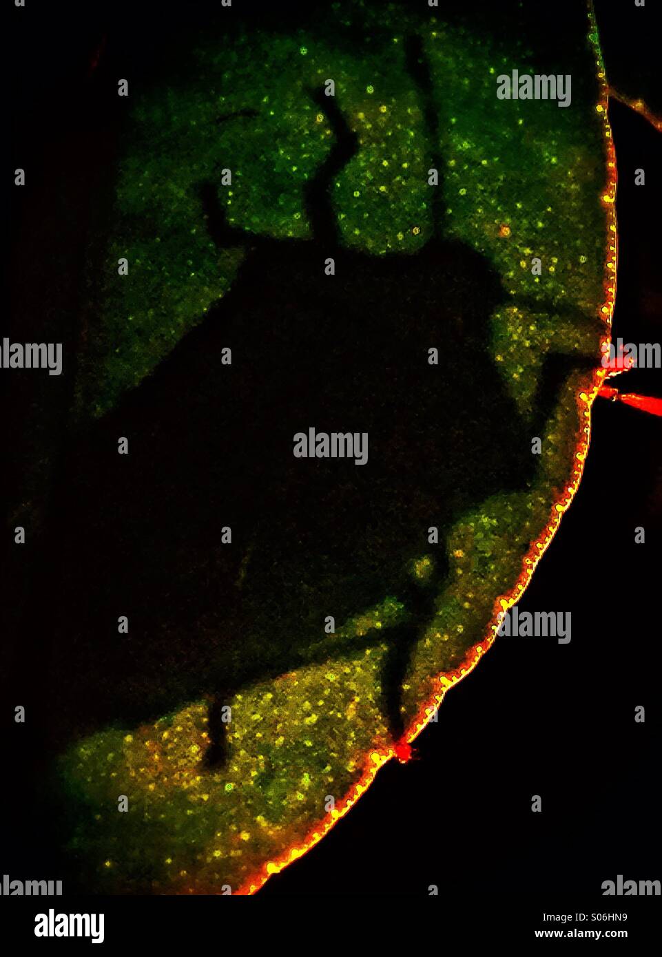 Leafhopper bug shadow Stock Photo - Alamy