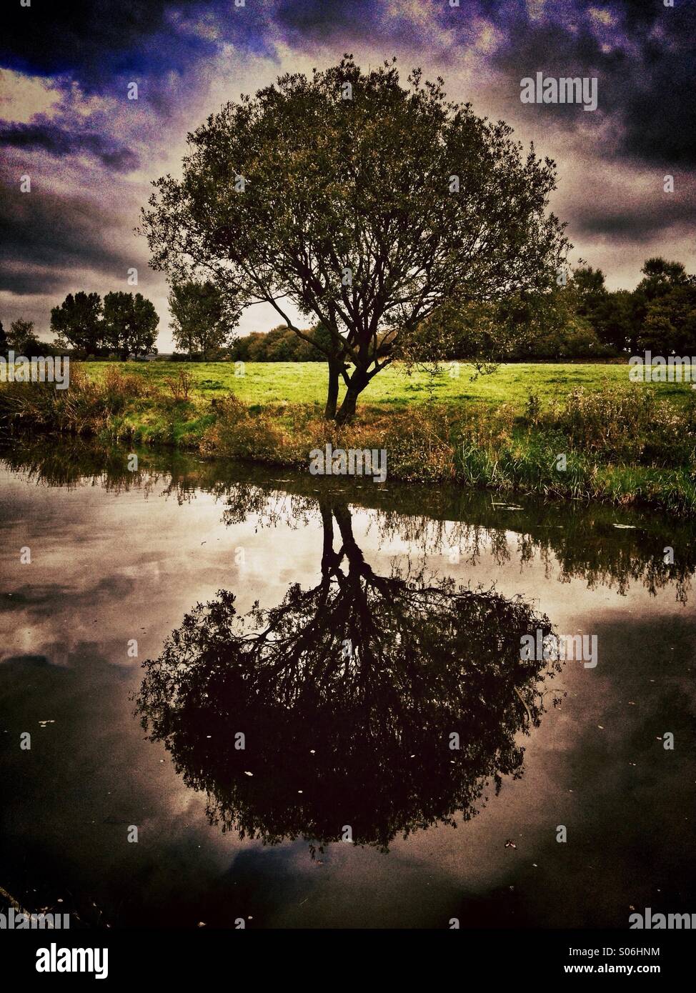 Tree and reflection Stock Photo - Alamy