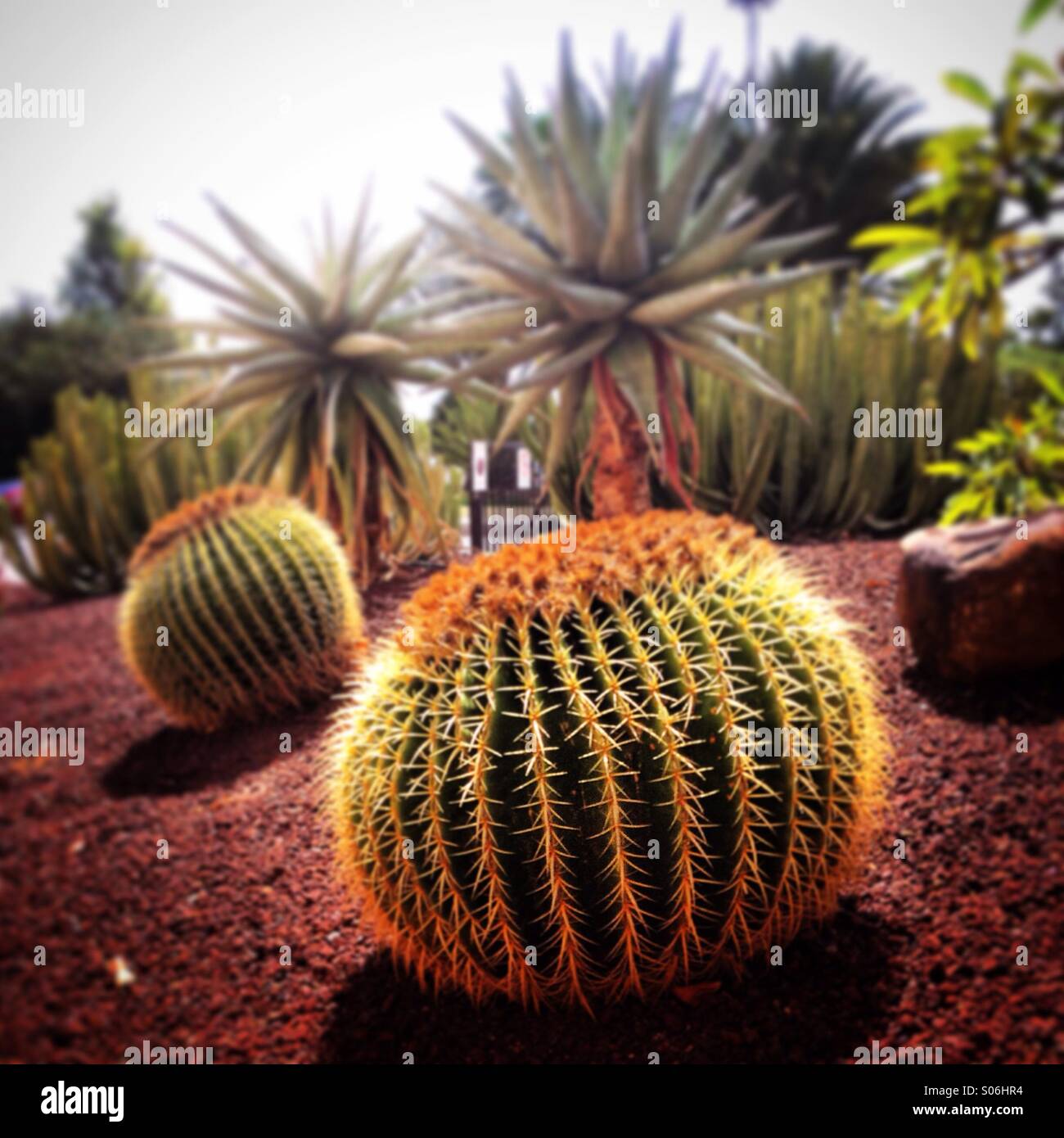 Cactus family hi-res stock photography and images - Alamy