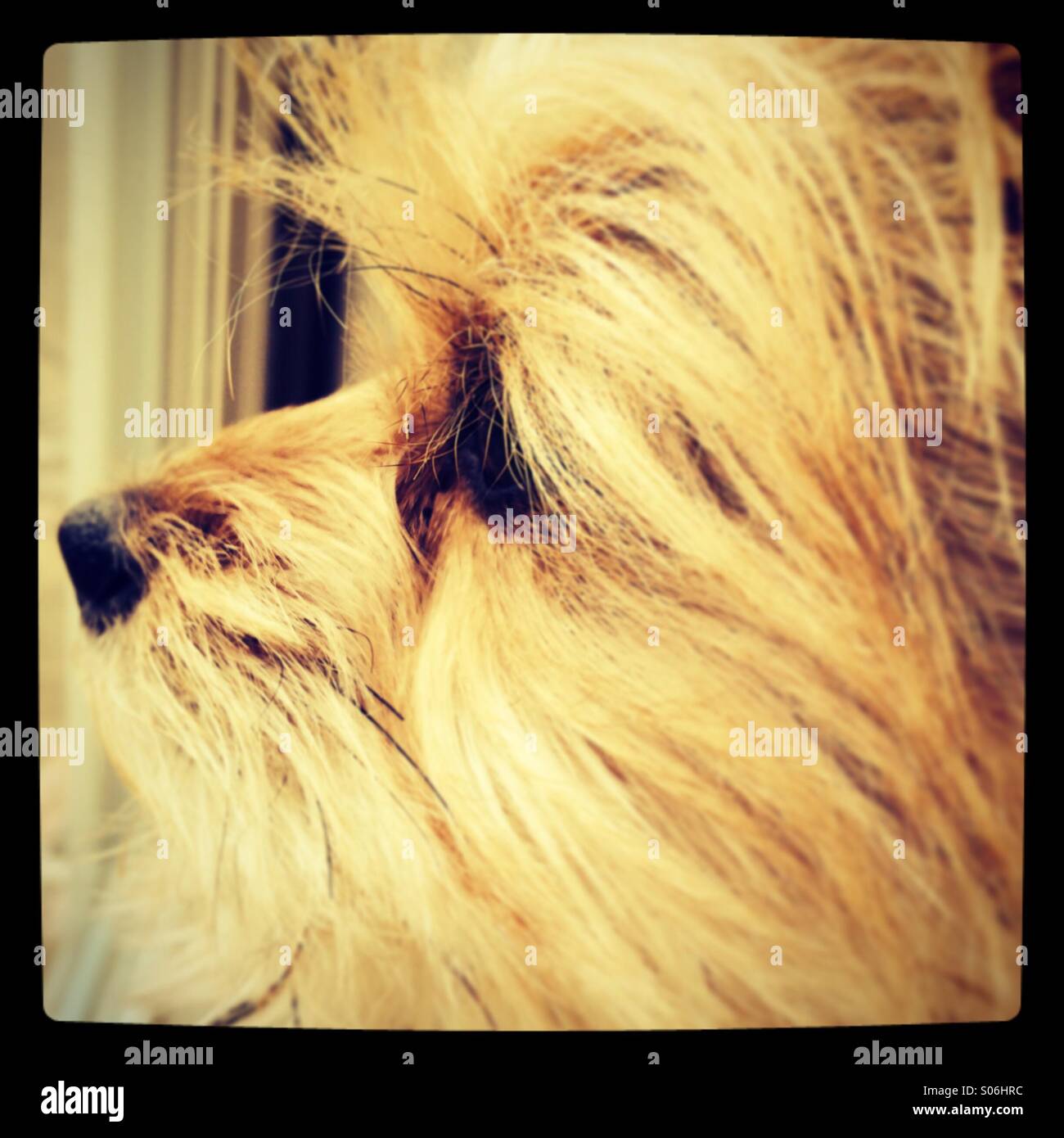 Dog thinking hi-res stock photography and images - Alamy