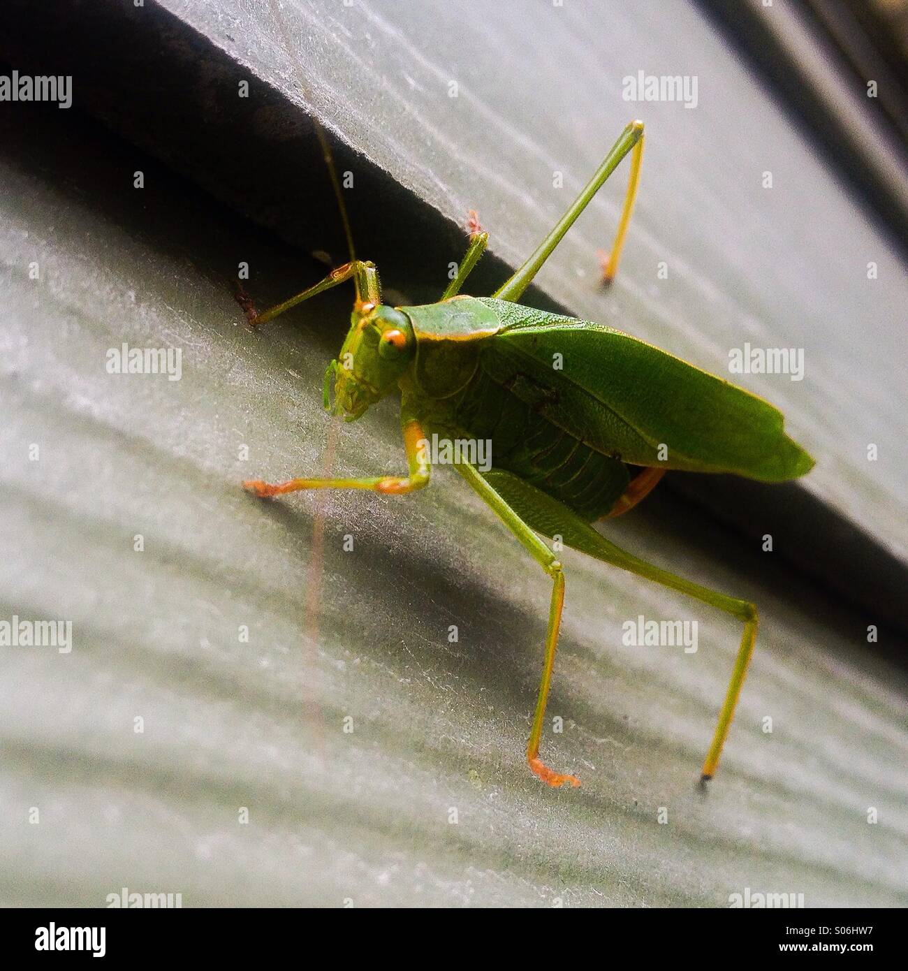 This green grasshopper is looking at you Stock Photo - Alamy