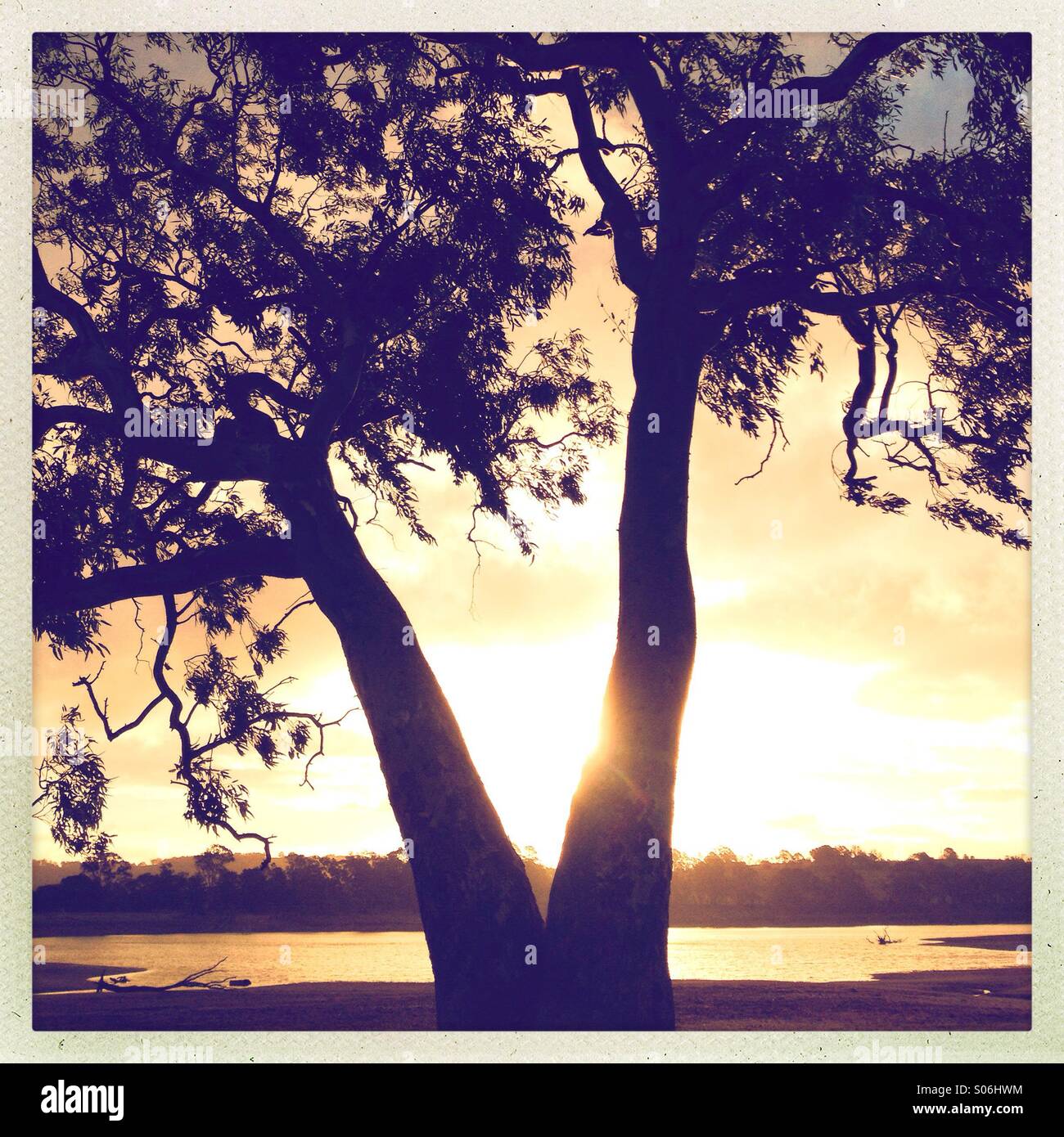 Tree near lake hi-res stock photography and images - Alamy