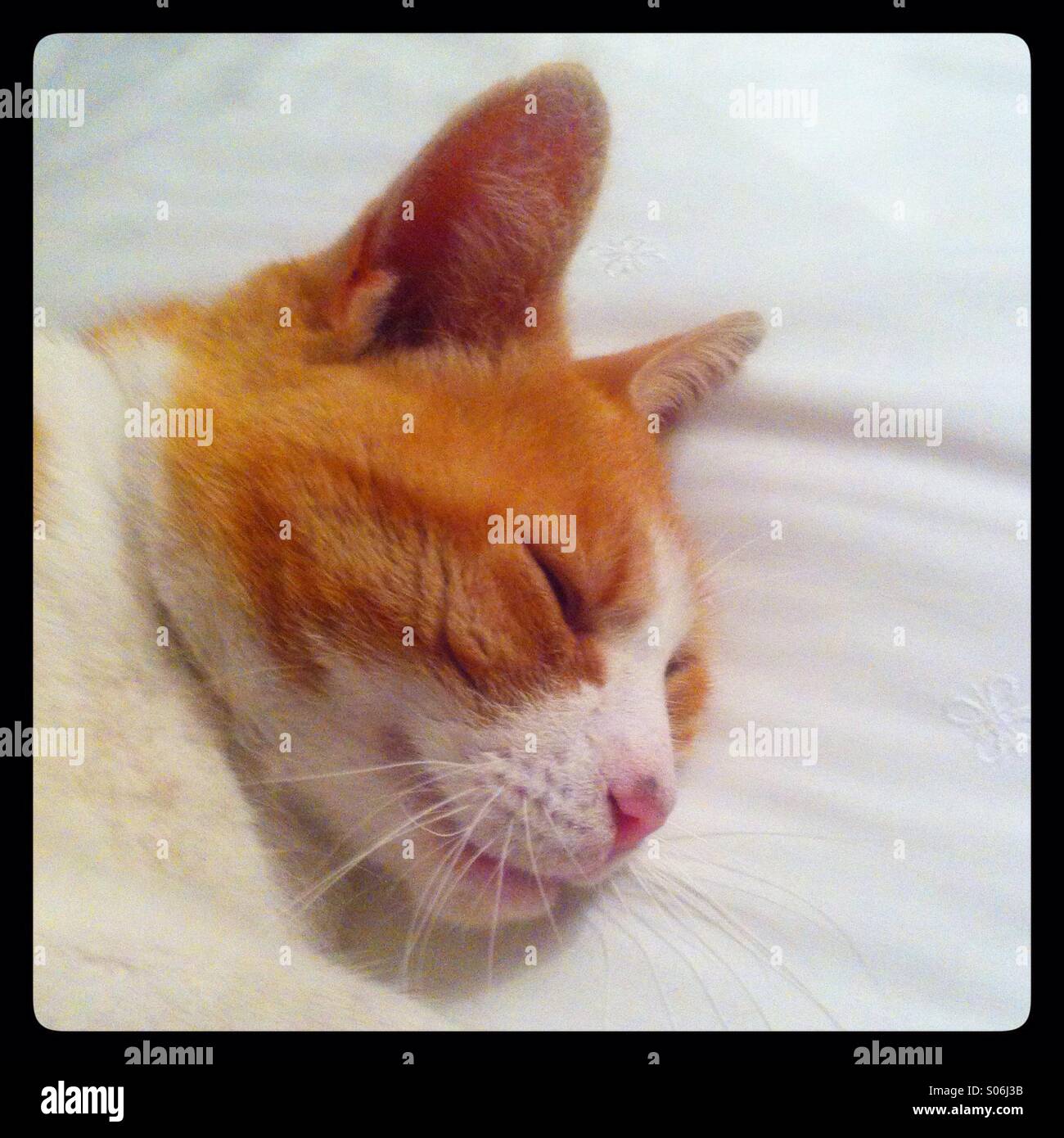 Smiling ginger cat Stock Photo - Alamy
