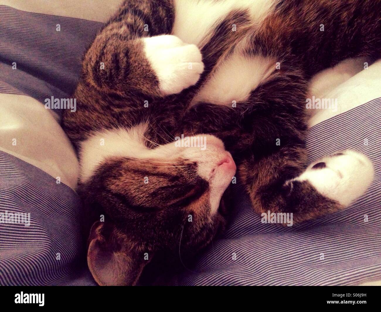 Happy Sleeping Cat High Resolution Stock Photography and Images - Alamy