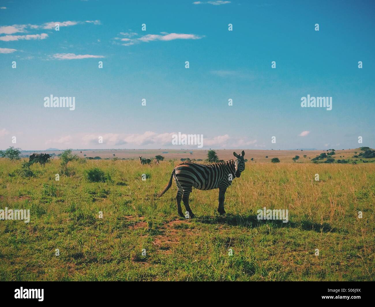 A wild zebra on the plains of Africa, with a buffalo in the background ...