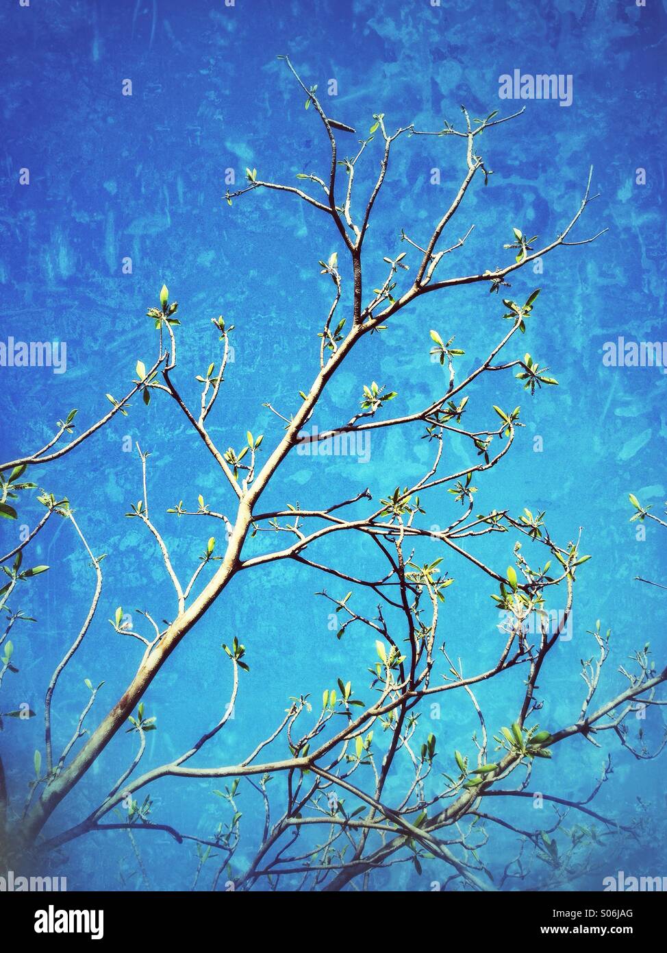 Spring regrowth hi-res stock photography and images - Alamy