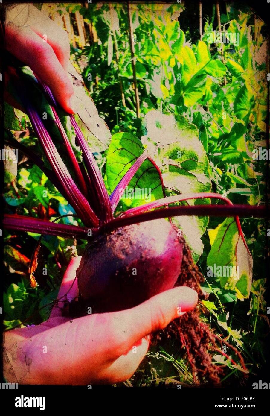 Home Grown Beetroot High Resolution Stock Photography and Images - Alamy