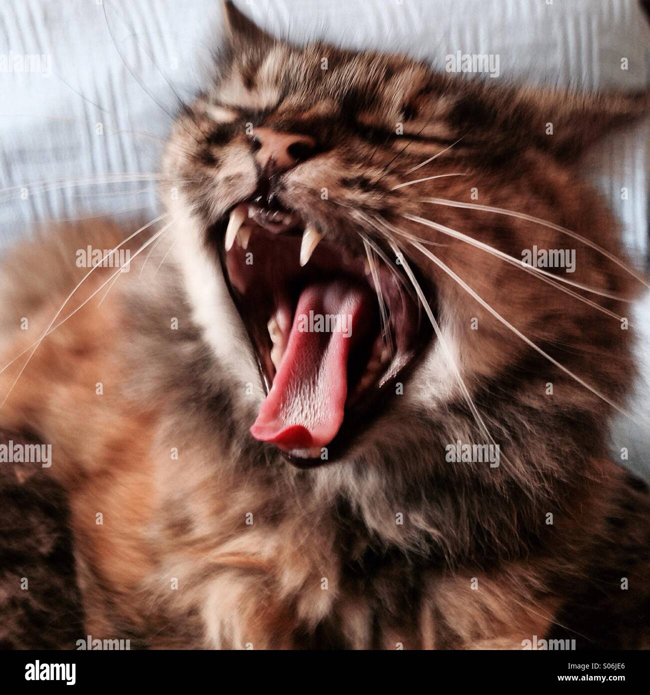 Big Yawn High Resolution Stock Photography and Images - Alamy