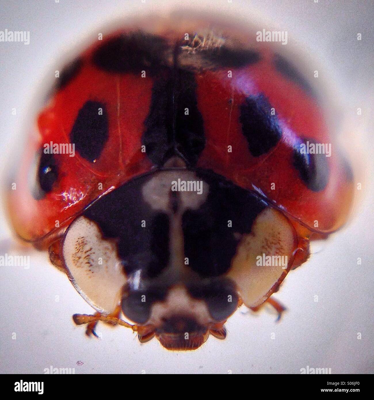 Big insects hi-res stock photography and images - Alamy