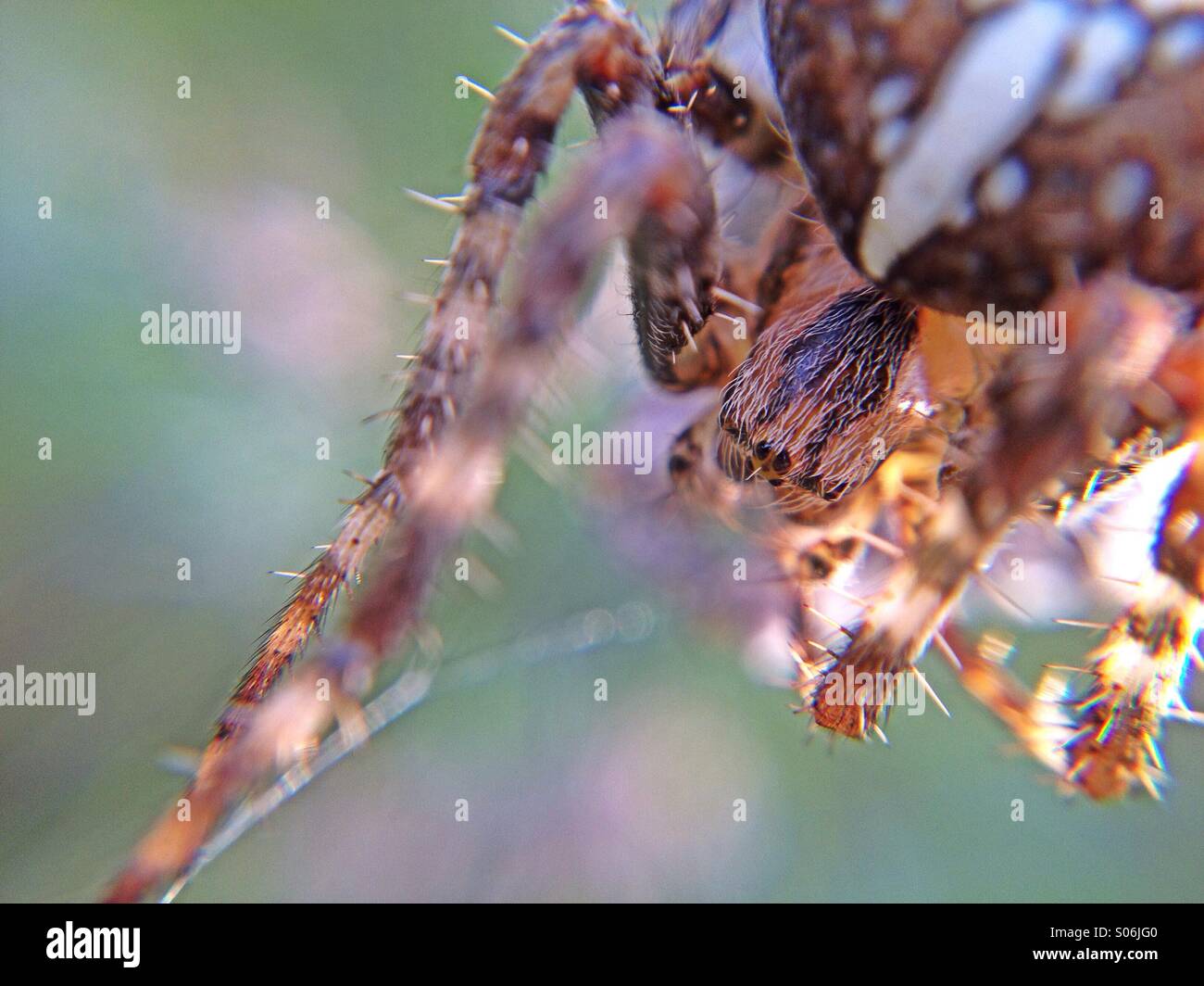 Close up of a garden spider Stock Photo - Alamy