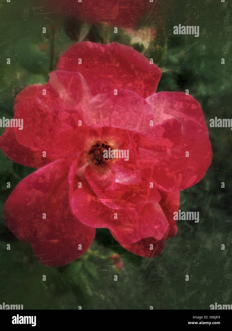 A red rose Stock Photo - Alamy