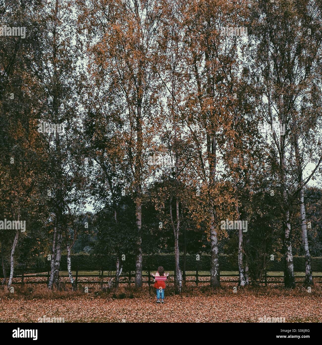 Birch Trees Row Stock Photos & Birch Trees Row Stock Images - Alamy