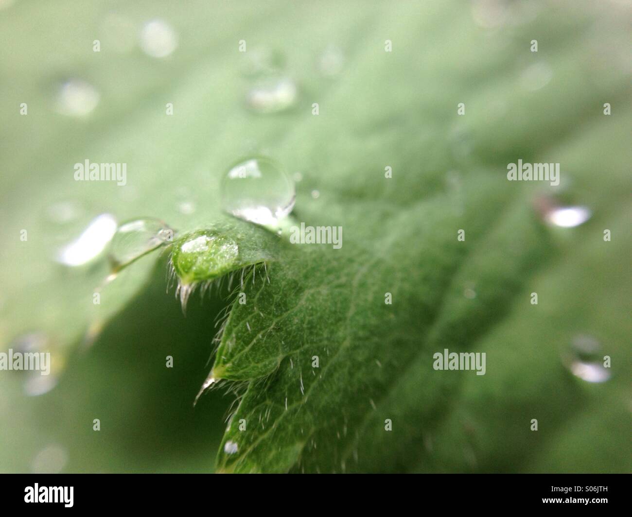 Regentropfen makro hi-res stock photography and images - Alamy