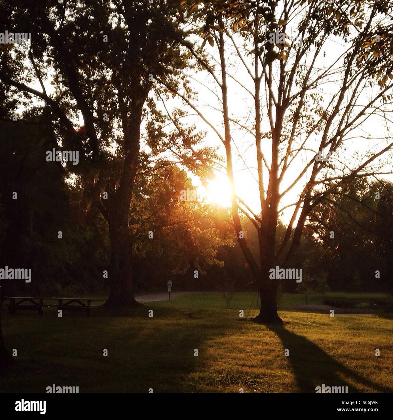 Light through trees Stock Photo - Alamy