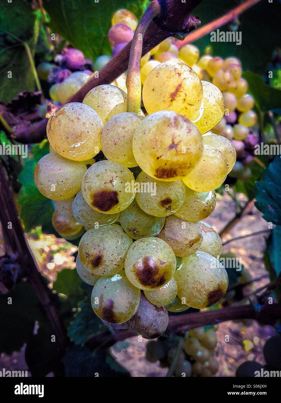 Purple and green grapes hi-res stock photography and images - Alamy