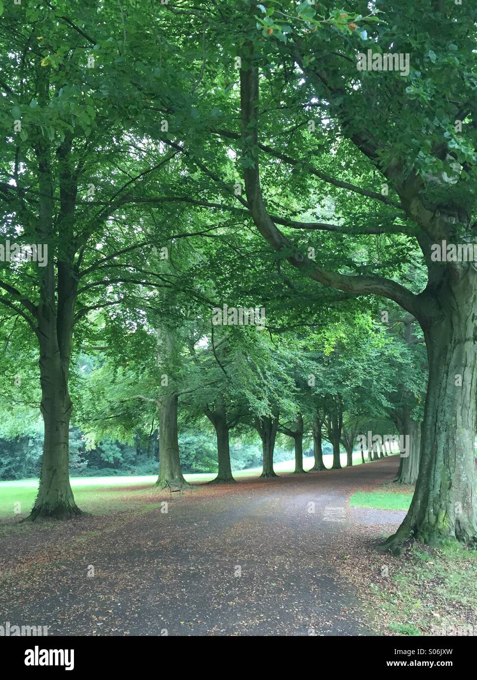 Avenue of birch trees in September Stock Photo - Alamy